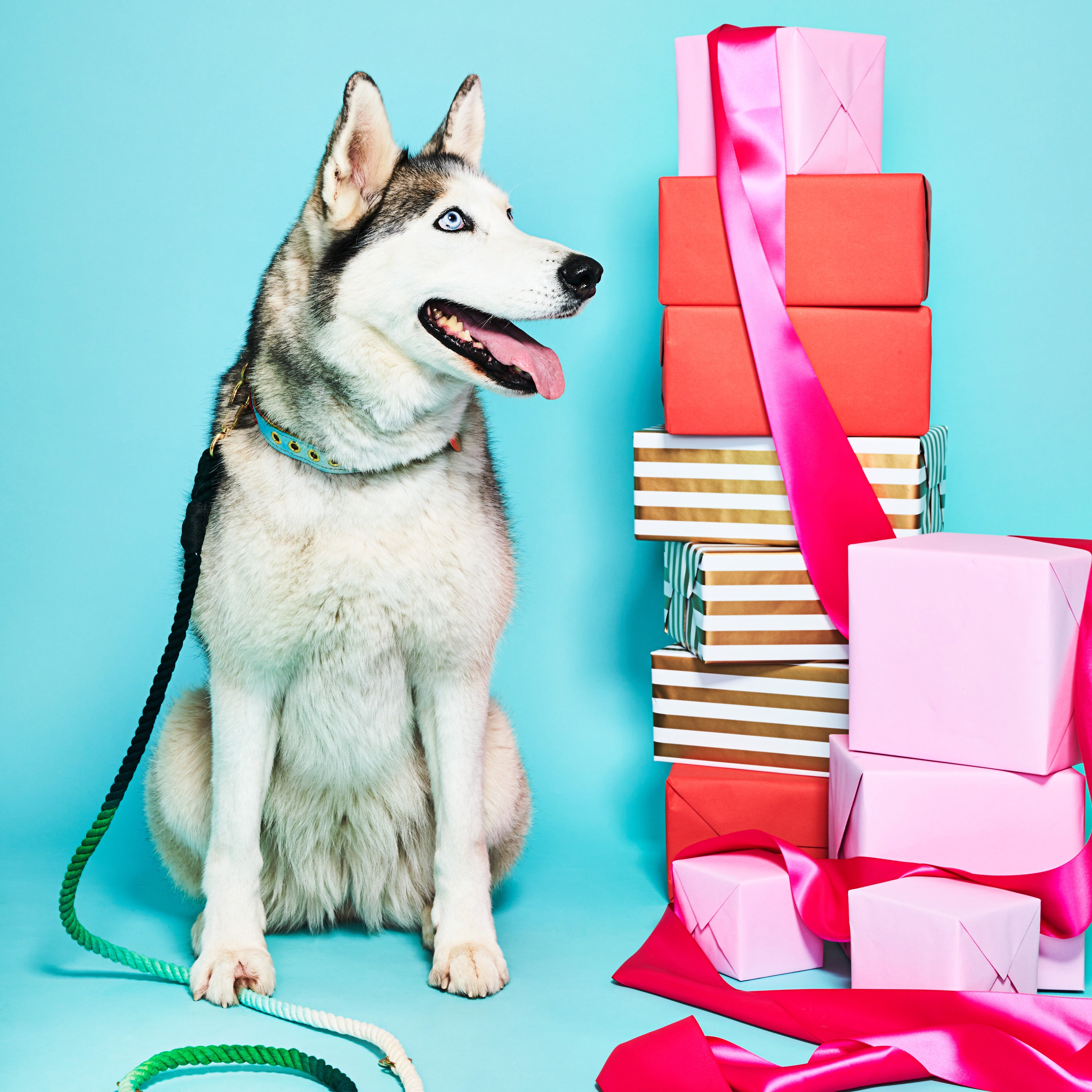 FOUND MY ANIMAL™ - Official Site – Found My Animal